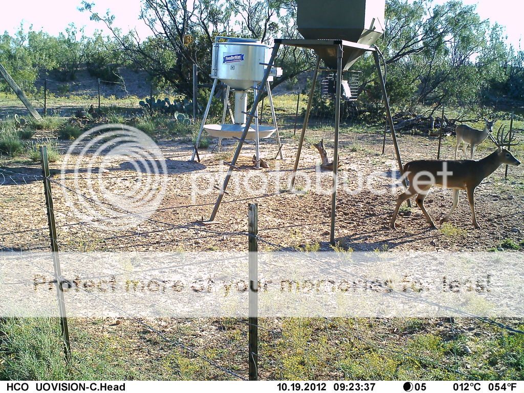 A couple that'll get your attention... - TexasBowhunter.com Community ...