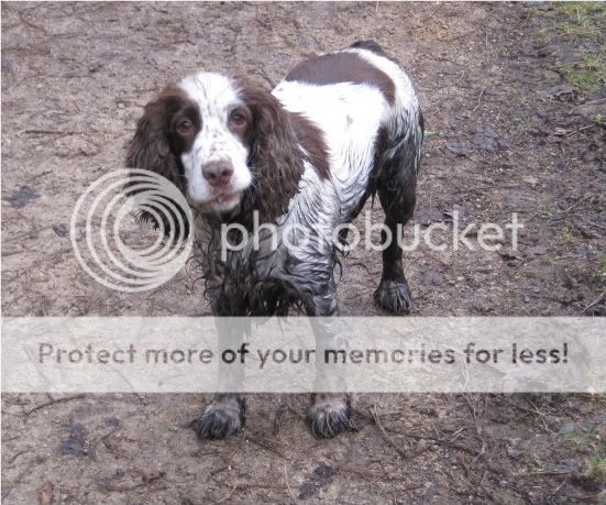 spangles? | Horse and Hound Forum