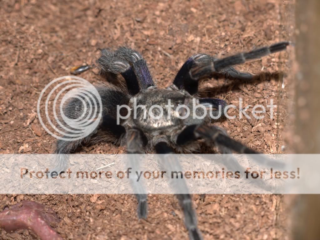 *your invert collections, + prize* | Page 2 | Reptile Forums