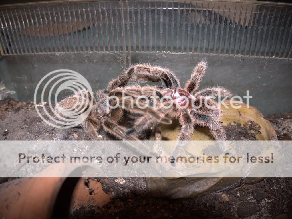 G.rosea Pairing with pics | Reptile Forums