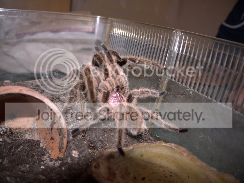 G.rosea Pairing with pics | Reptile Forums
